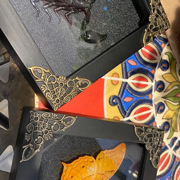 Real Framed Spider Tarantula Bird Eating Insect Shadow Box Taxidermy ...