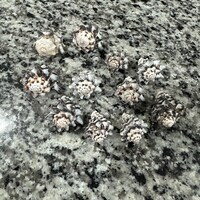 Baby Flat Scallop Shell-bulk Seashell Supplies Scallop Shells for ...