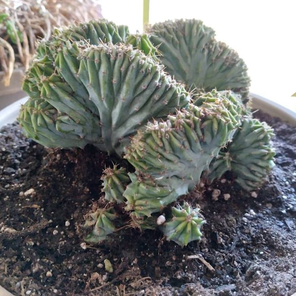 Dinosaur Back (myrtillocactus Geometrizans F. Cristata), Crested Cactus ...