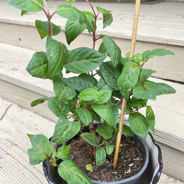 Fuchsia Voodoo 1 Live Plant Ship in 6" Pot - Etsy