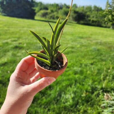 Bromeliad Vriesea Red Chestnut 6 Pot - Etsy
