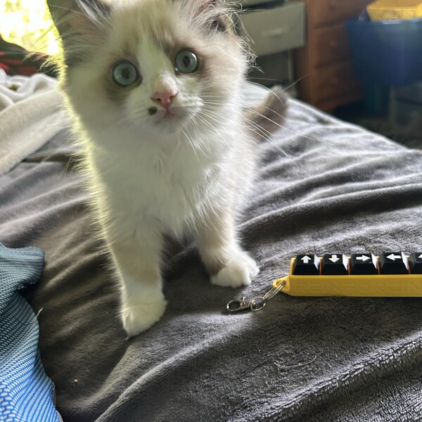 Whimsical Sakura Fan Grill for Computer Case – Cherry Blossom-inspired ...