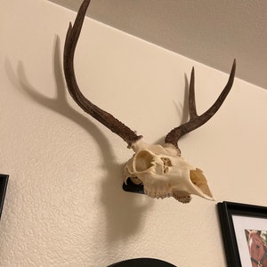 Eurohanger Skull Hanger Mount Bracket Deer Antelope Bear - Etsy