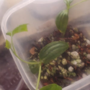 Pachyphytum caesium / 20 seeds | Etsy