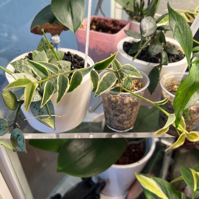 Rare Epipremnum Aureum/ Poosin New Manjula Mutant , Highly Var Rare ...