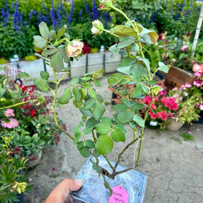 Rare New Rose. Red Juicy Terrazza. 红果汁flower Machine. Continue Blooming ...