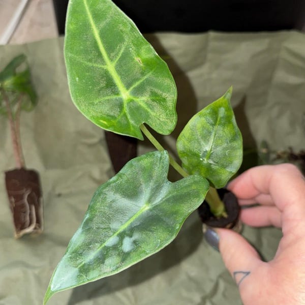 New Hybrid! Alocasia Velvet Elvis Starter Plant (ALL STARTER PLANTS ...