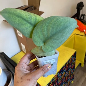 Cebu Blue Ghost Variegated Epipremnum Pinnatum Rooted Starter Plant - Etsy