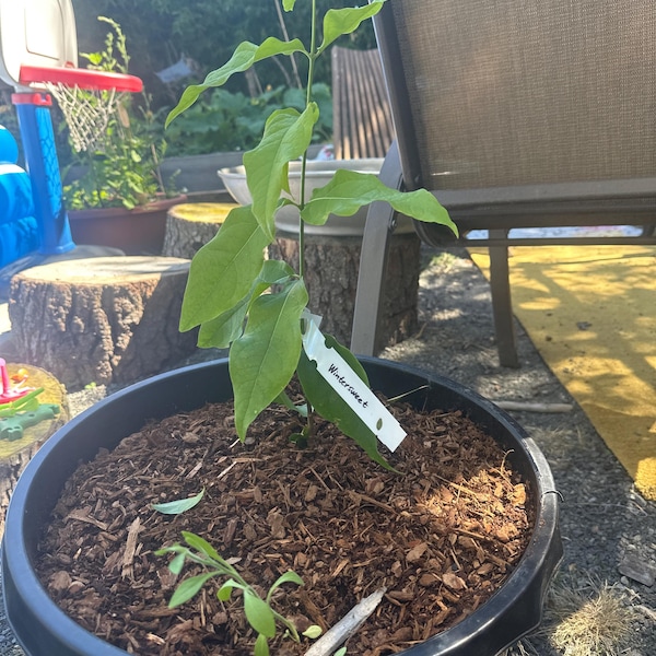 Chinese Chestnut Tree, Potted, 中华板栗树苗甘栗 - Etsy