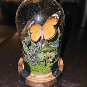 Extra Large Butterfly Dome 3 Black Butterflies Real Preserved Taxidermy ...