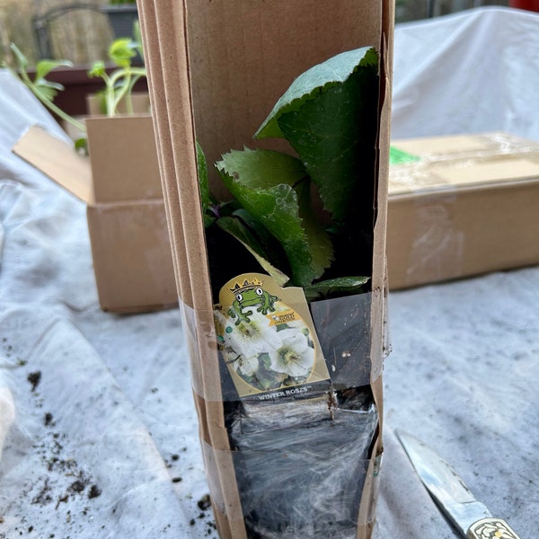 Helleborus ‘first Dance' WEDDING PARTY® Series - Etsy