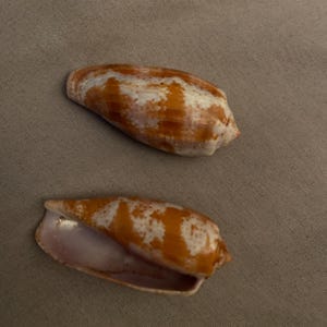 Whale Shark Eye Moon Snail Shell Polinices Didyma~1"-1-1/2"- (5 Shells ...