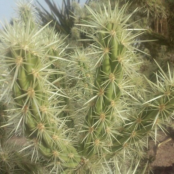 Cold Hardy Ice Plant, Yellow Flowering - Etsy