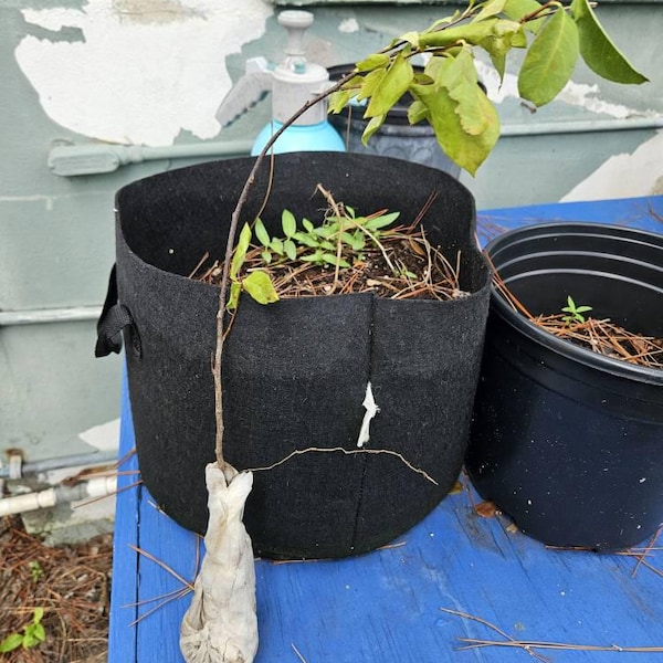 5 Pecan Tree 12-24in Tall Carya Illinoinensis Hardy Pecan Bare Root - Etsy