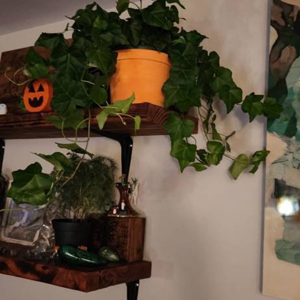 Gorgeous Large Macho Fern 6, Nephrolepis Biserrata, Giant Sword Fern ...