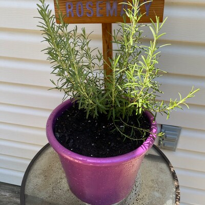 CAT X-ING Caution Sign, Hand Routed Cedar Wood Yard Sign, Cat Lovers ...