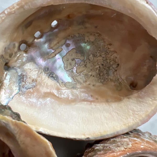 Nessastores- Mexican Deep Sea Shell Beach Craft Scallop 2 1/2" - 3" (20 ...