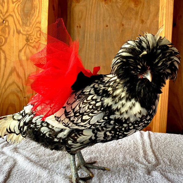 Standard Chicken Tutu Dress- Princess Dress for Your Hen - Etsy