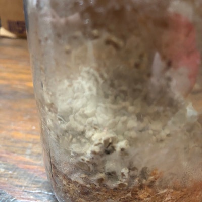 Glow in the Dark Bioluminescent Mushroom Liquid Culture Panellus ...
