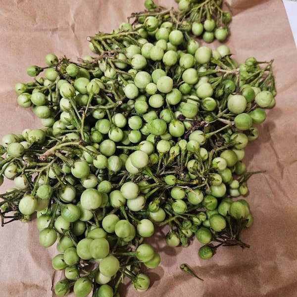 Fresh Whole Burdock Root, Gobo Root - Etsy