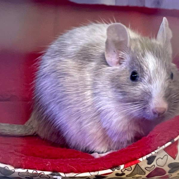 Hedgehog Snuggle Sack, Guinea Pig Cuddle Pouch, Rat Sleep Cosy, Hedgie ...