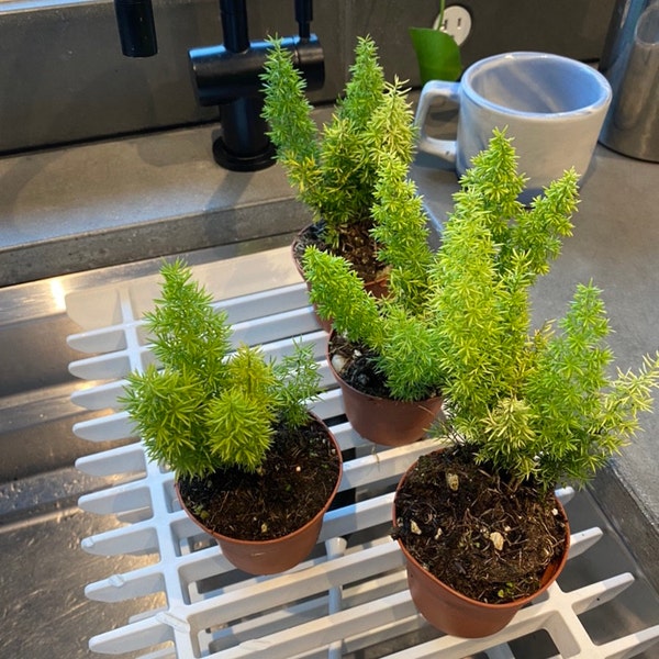 Foxtail Fern, Asparagus Meyeri, Great Fern for Sun! Established Plants ...