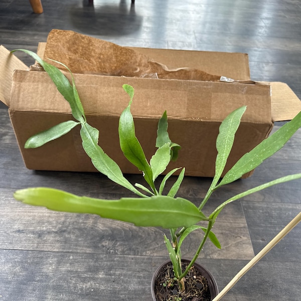 In 4 Inch Pot Rooted Siam Tulip Curcuma Alismatifolia With Bloom/ Ready ...