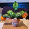 Dirigible Plums Magical Plant | Potted Herbology Replica | Witch ...
