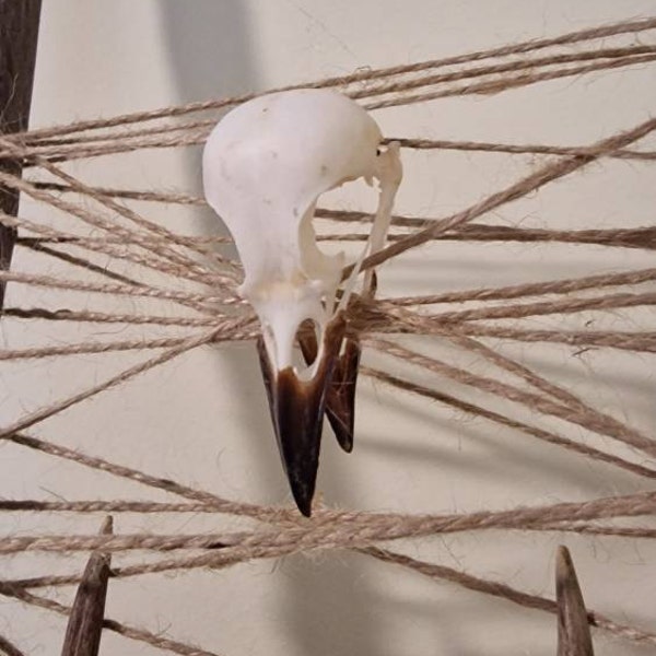 Real Magpie Crow Wings A1 Quality Corvid Taxidermy Gothic Curo Study ...