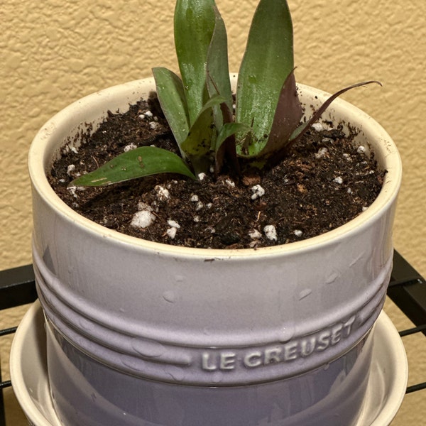 Green Moses in the Cradle, 2 Inch Tradescantia Spathacea, Rhoeo ...