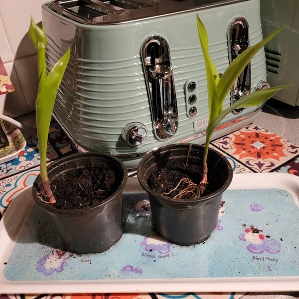 Lilium Asiatic 'bright Pixie' Bulbs (red and White Tiger Lily) (to ...