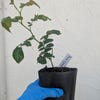 Meredith Hybrid Tea Rose Large Pink Rose - Ship in 5 Inch Pot - Etsy