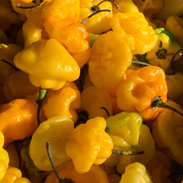 Fresh Scotch Bonnet Peppers: Hot & Flavorful Pods - Etsy