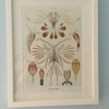 Copepod Formations Haeckel Vintage Print Natural History Oceanography ...