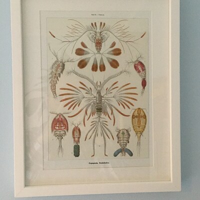 Copepod Formations Haeckel Vintage Print Natural History Oceanography ...