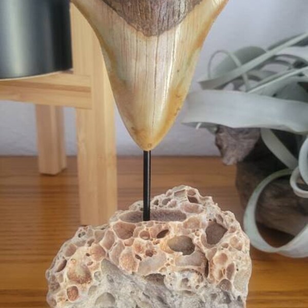 Extra Large Megalodon Shark Tooth Stand - Shark Teeth Stand Custom ...