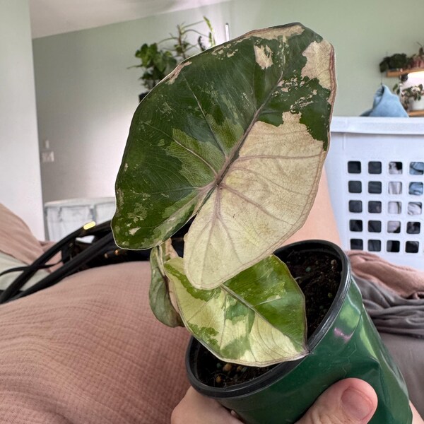 Live House Plant Bloom Fuchsia African Violet Harmony’s ‘vat Real Life ...