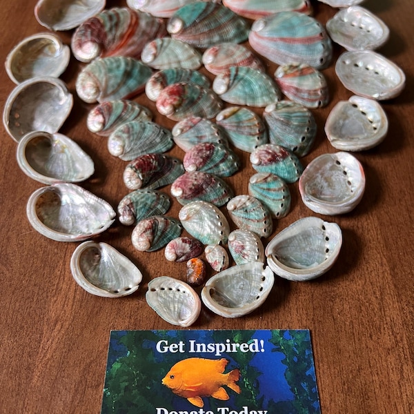 Bulk Polished Red Abalone Shells (25) -size 1"- 3" Seashells, Jewelry ...