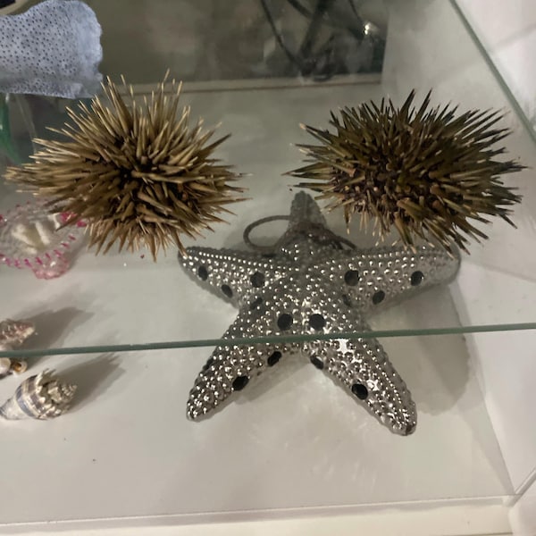 Small Scallop Baking Dish Seashells Pecten Yessoensis (8 Shells Approx ...