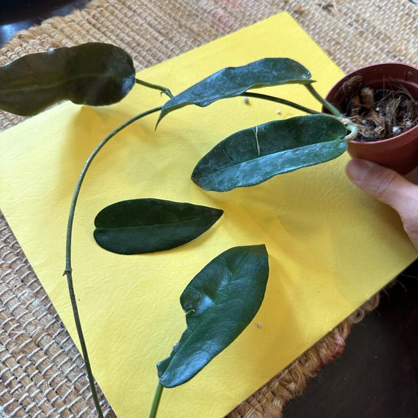 Scindapsus 'jadę Satin' yellow Variegation 4 - Etsy