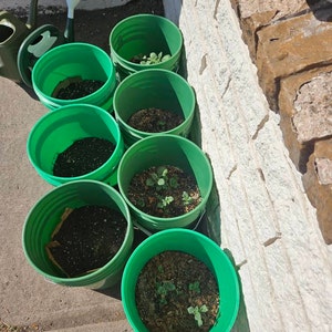 RODERIQUE FRENCH SHALLOT Sets Non-gmo Bulbs, Garden Seed Shallots Long ...