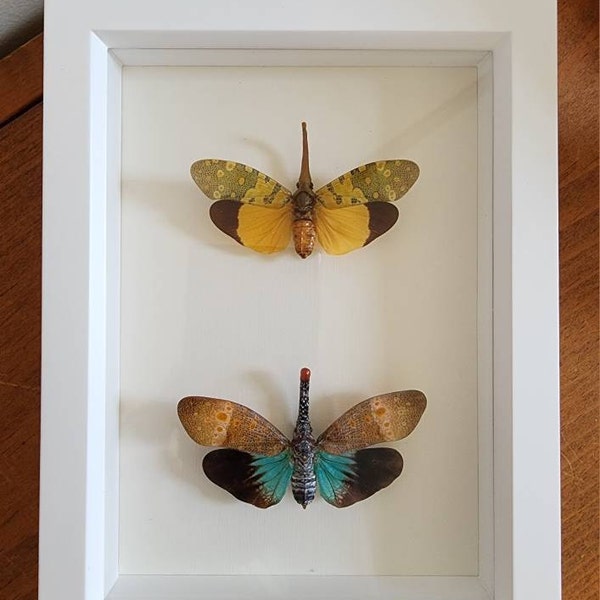 Framed Lanternfly Pair Insect Taxidermy Display 6x8 - Etsy