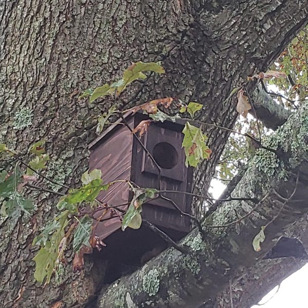 Extra Large Squirrel House, Squirrel House, Cedar Squirrel House ...