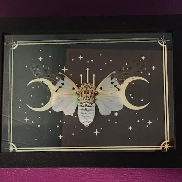 Real Framed Ghost Cicada Ayutha Spectabilis Shadow Box Frame Insect ...