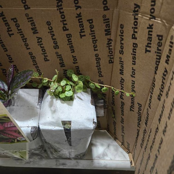 Variegated String of Turtles Houseplants - Etsy