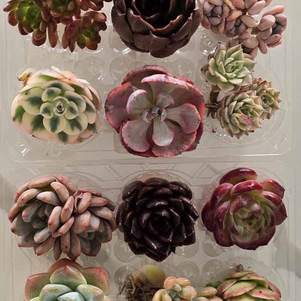 Mix Rare Live Succulent Plants Advanced Level Blind Box, 2-3.5" Random ...