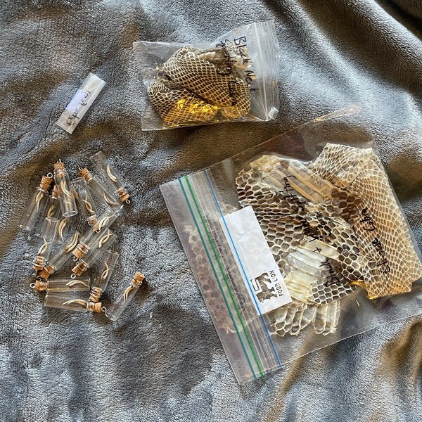 Copperhead Shed Skin - Etsy