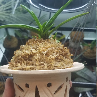 Furan Orchid Pot Fu Ran Pot Neofinetia Pot Fukiran Furan Pot Dendrobium ...