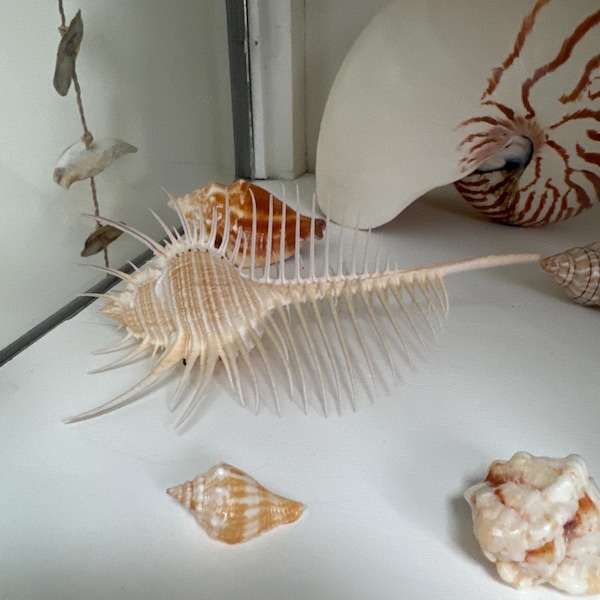 100% Real Large 1-6" You Pick Size Spikey Murex Pectin Venus Comb ...