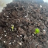30 SEEDS Bitter Melon Momordica Charantia Bitter Gourd Melon Cundeamor ...